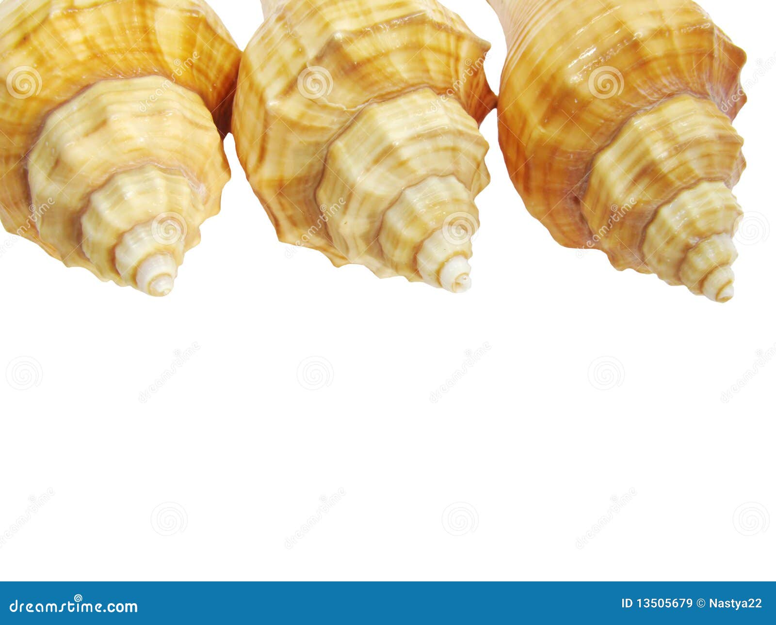 Yellow seashells stock image. Image of shiny, collection - 13505679