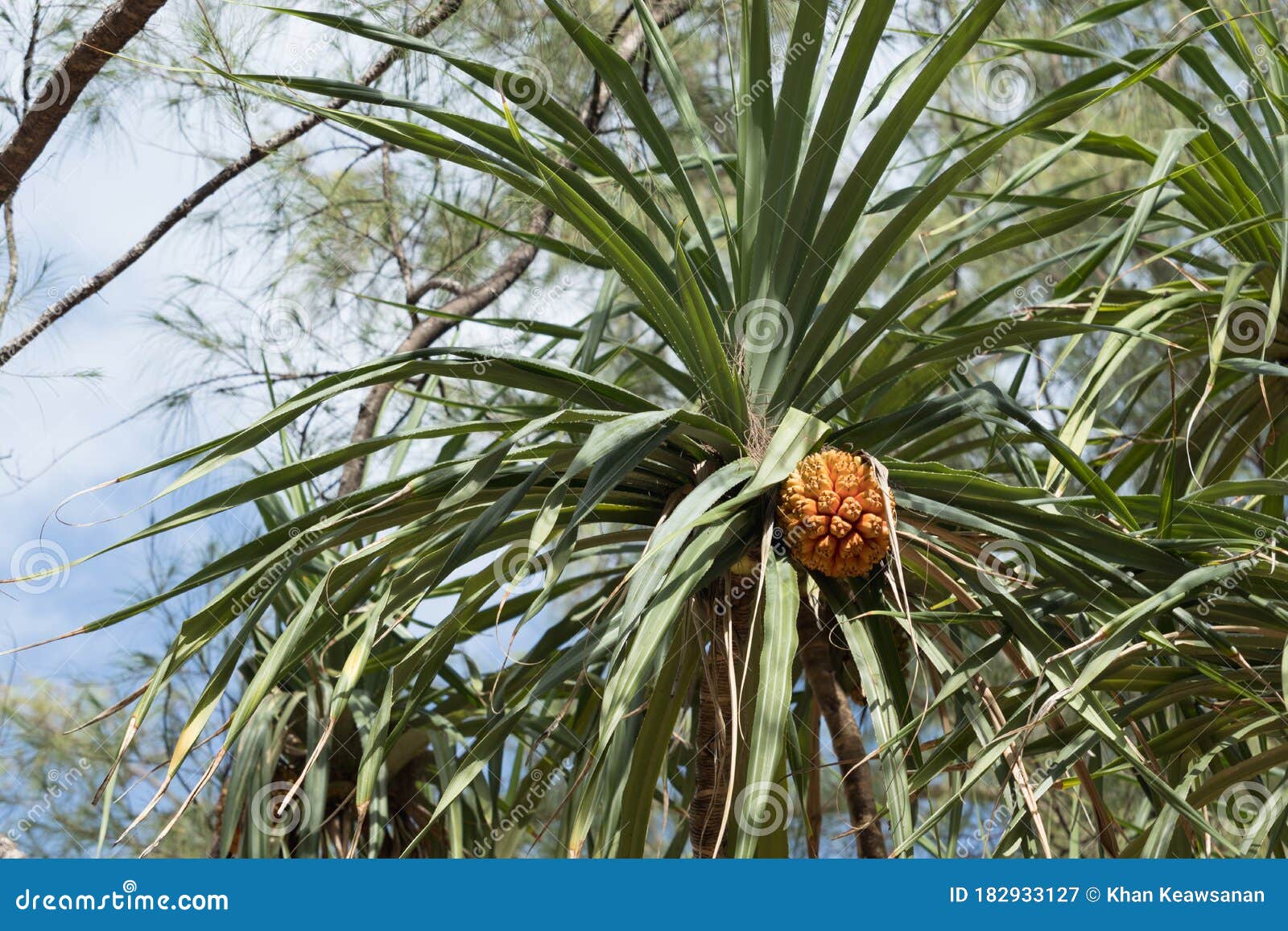 Seashore Screwpine Background Stock Photo | CartoonDealer.com #103313670