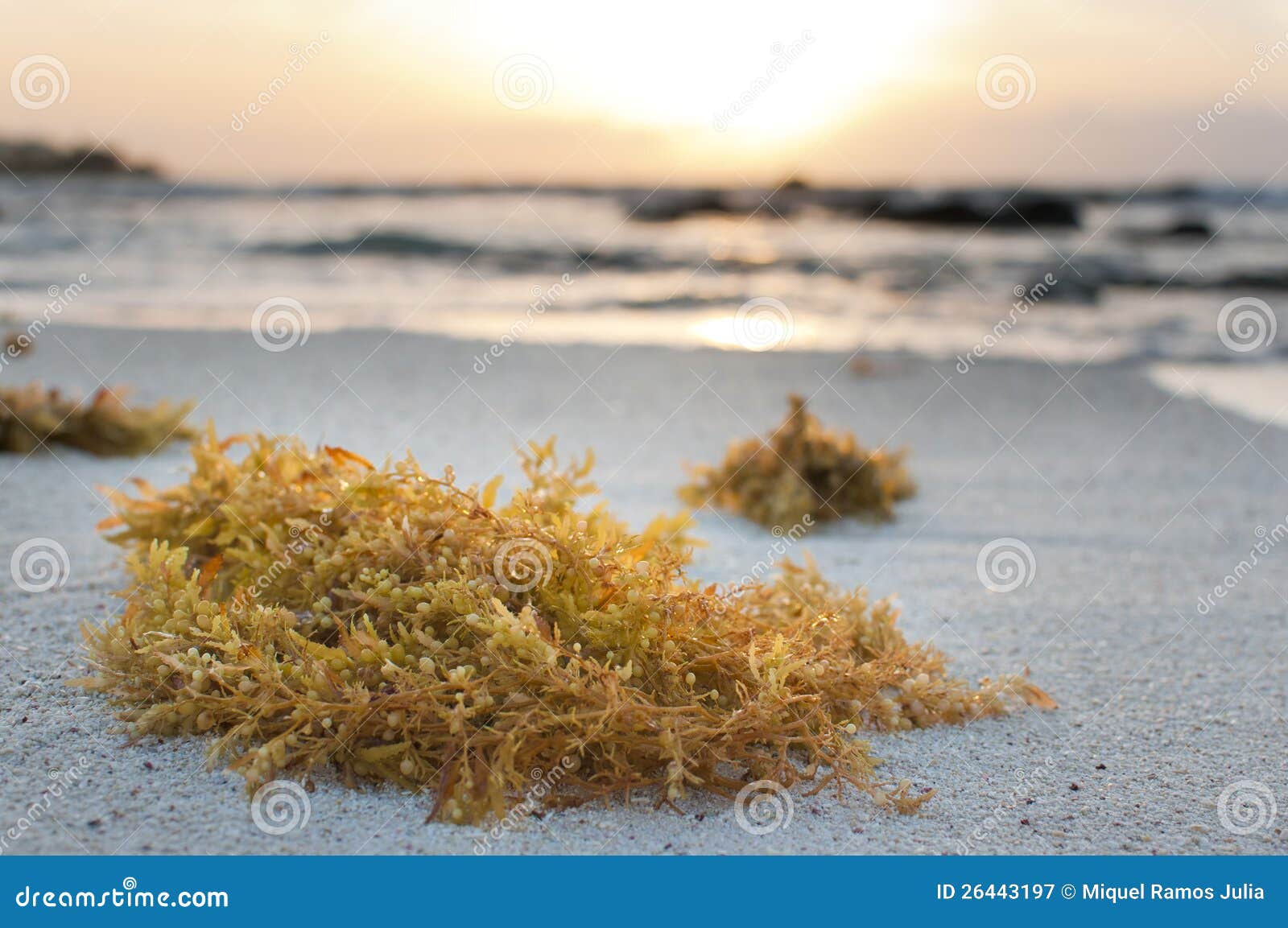 Yellow seaweed stock image. Image of weed, sunset, yellow - 26443197
