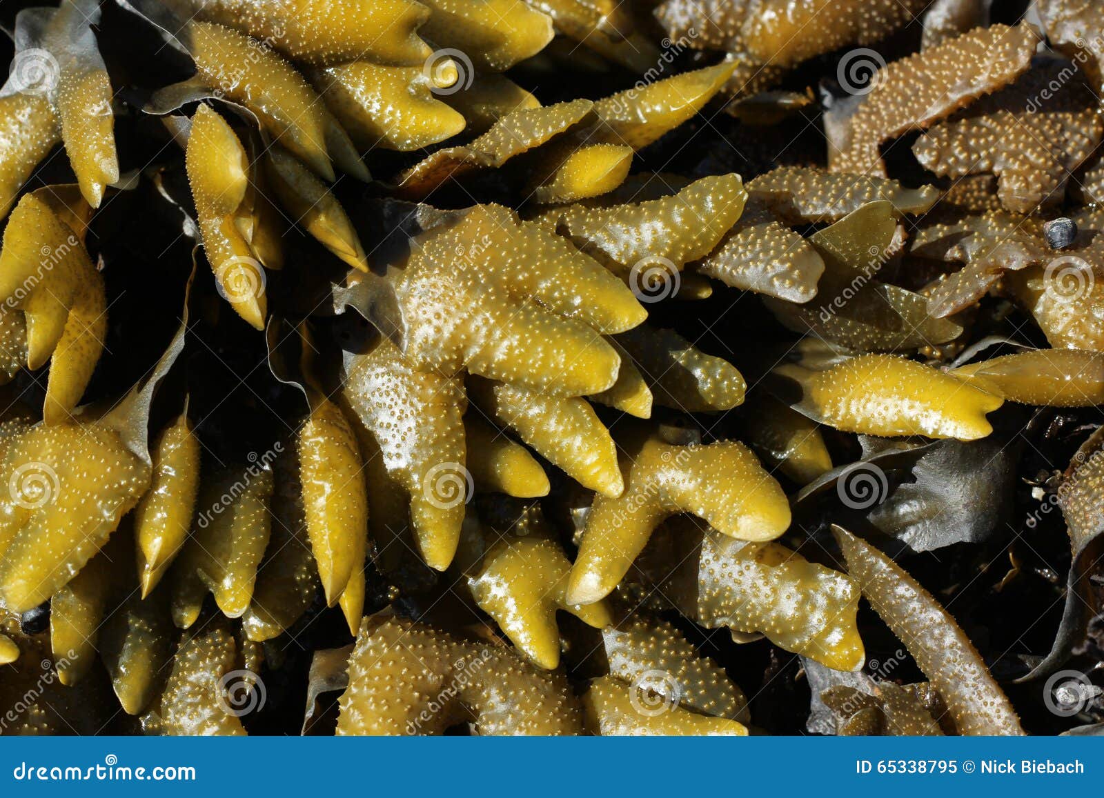 Yellow Seaweed Background stock image. Image of grass - 65338795