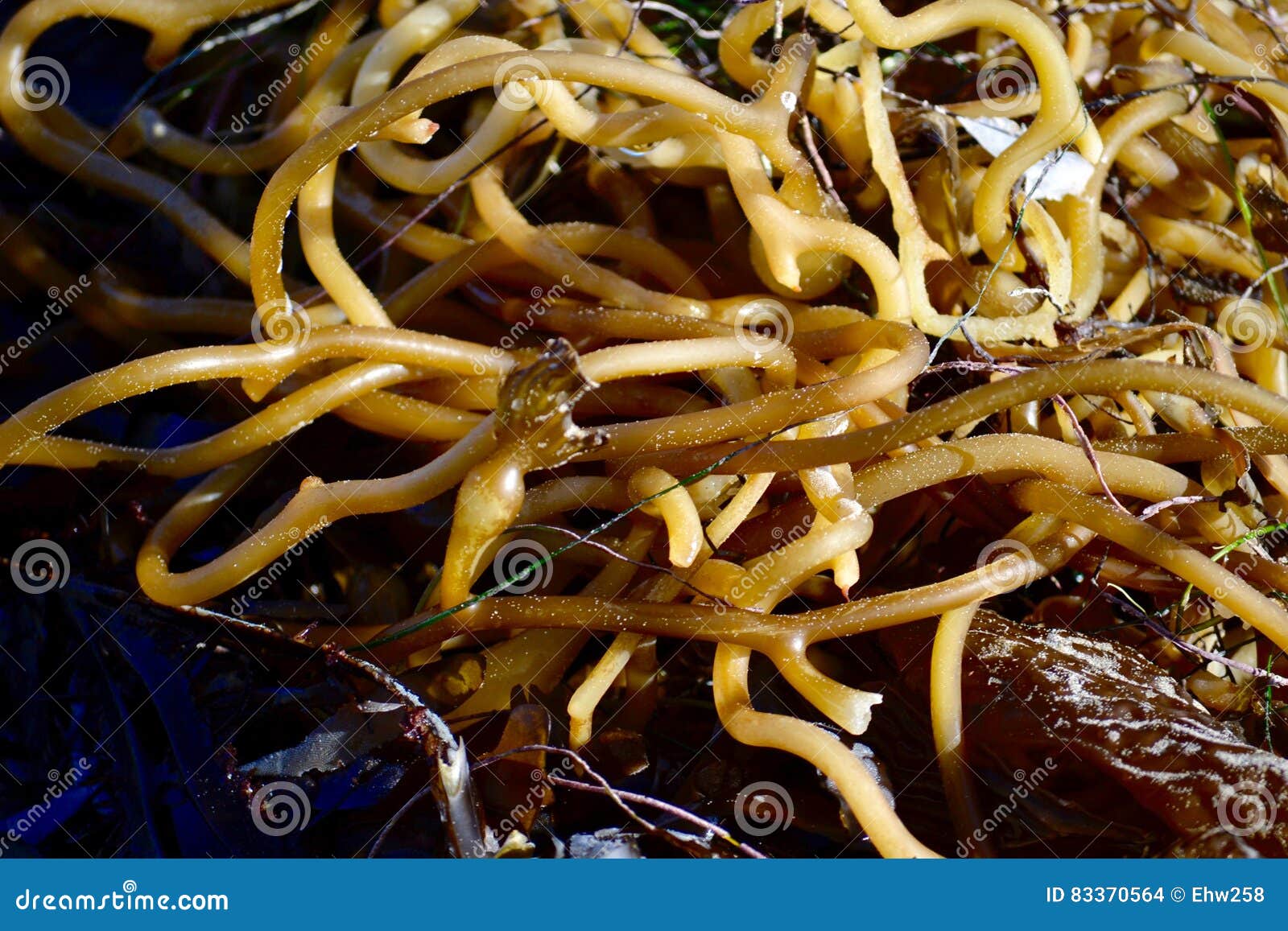 Yellow Seaweed Kelp stock photo. Image of alga, seaweed - 83370564