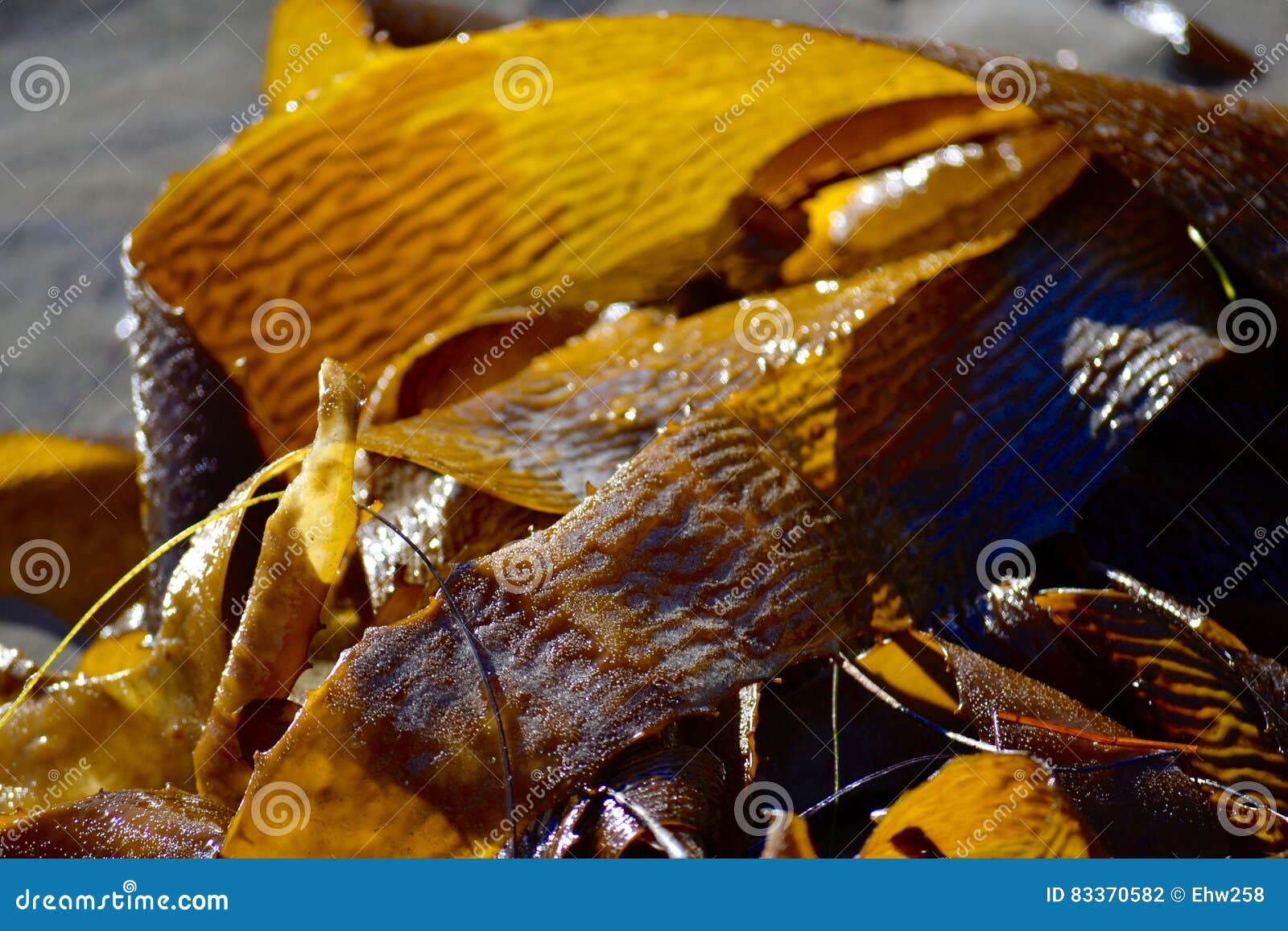 Yellow Seaweed Kelp stock photo. Image of life, landscape - 83370582