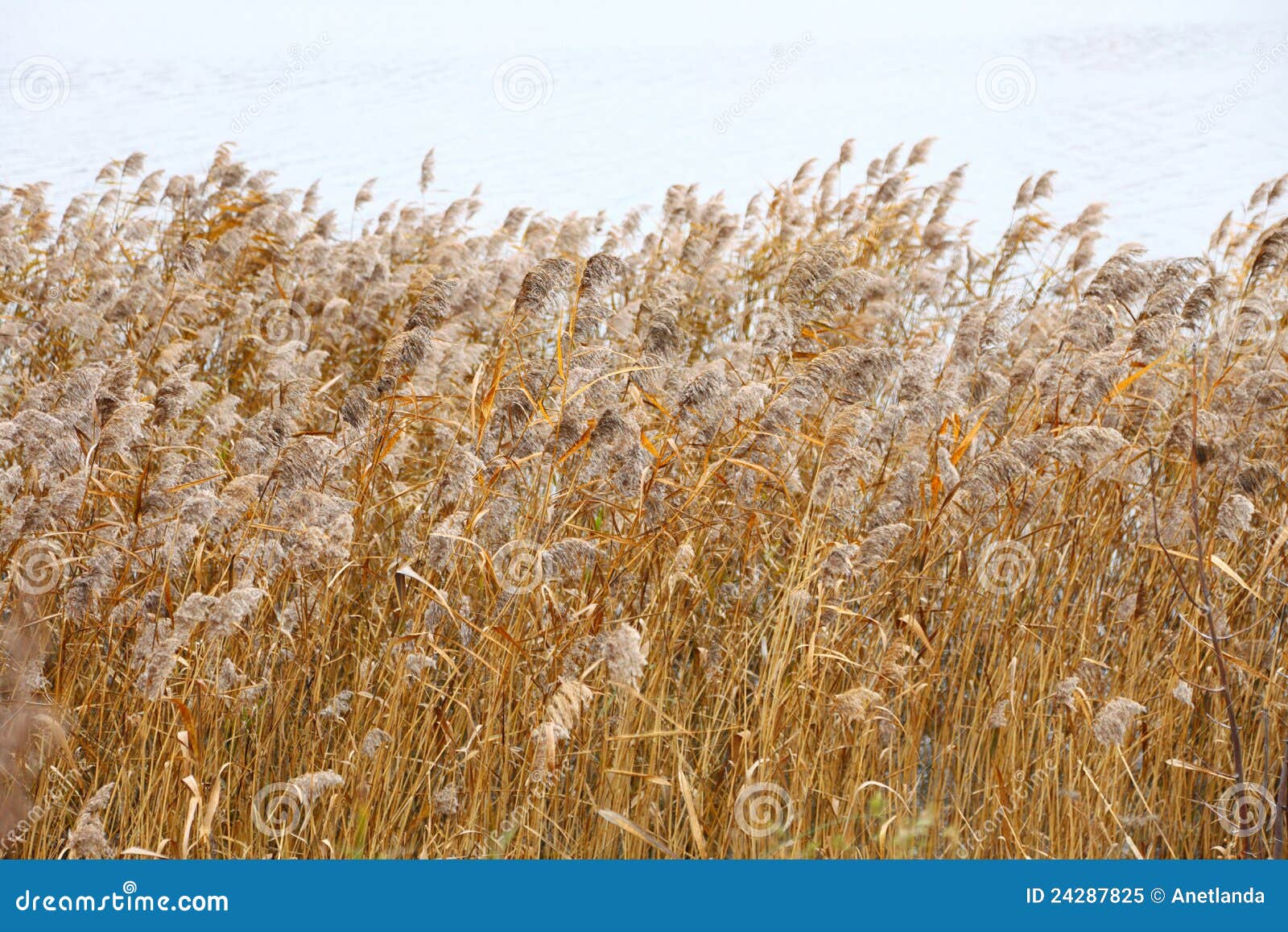 Yellow Sedge Reed on a River Bank Stock Image - Image of october, brown ...
