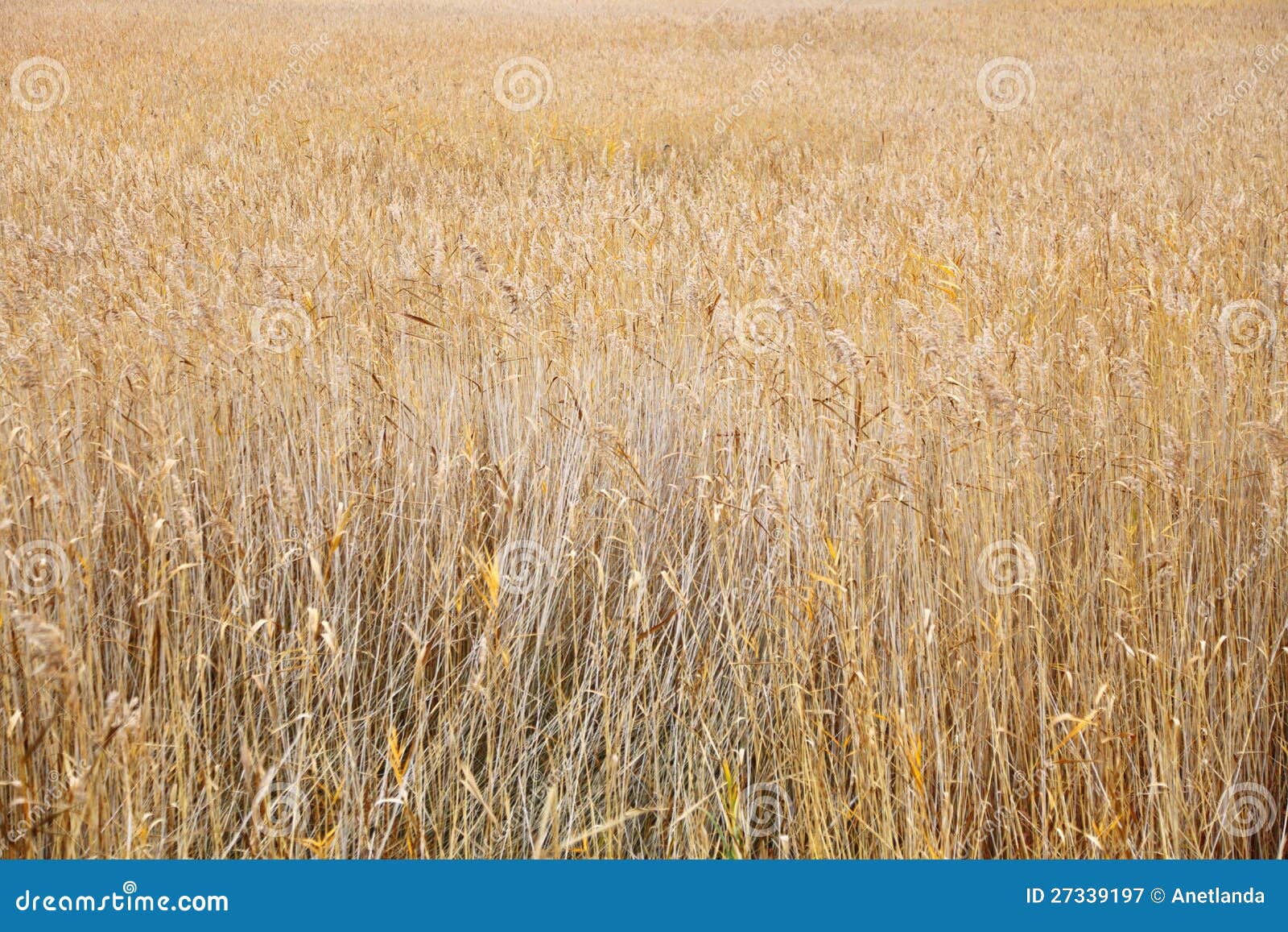Yellow Sedge Reed on a River Bank Stock Image - Image of closeup ...