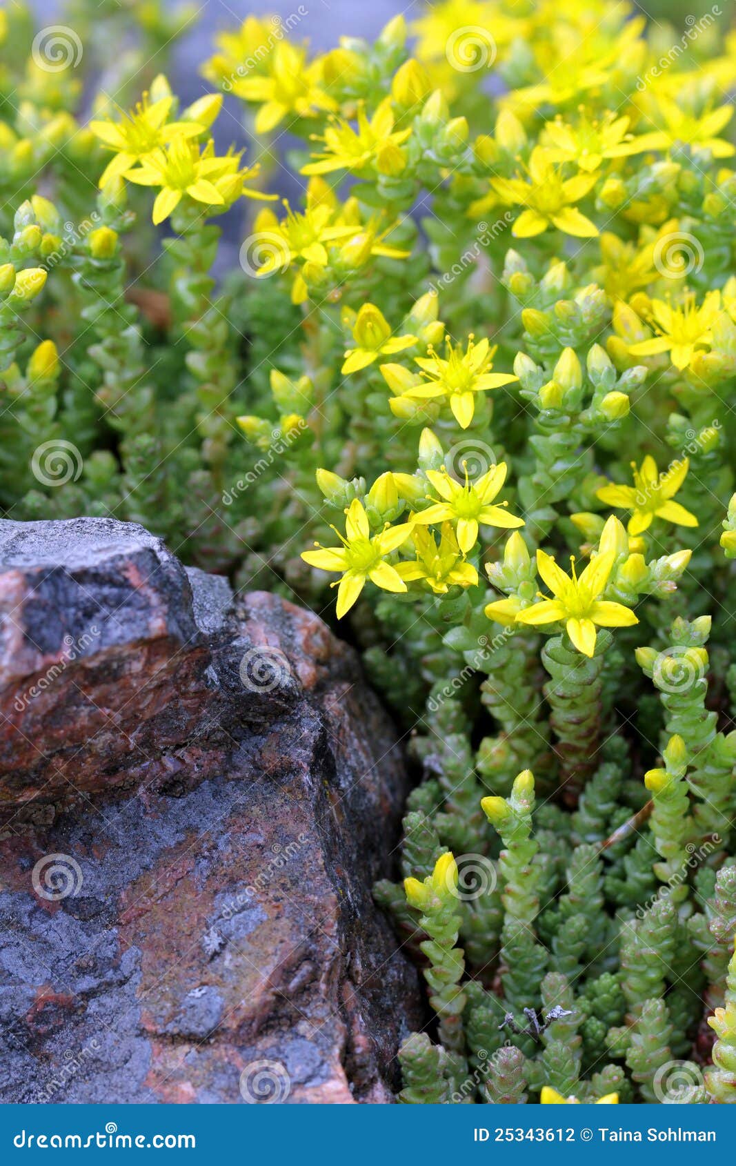 Yellow Sedum Acre (Goldmoss Stonecrop) Stock Photo - Image of perennial ...