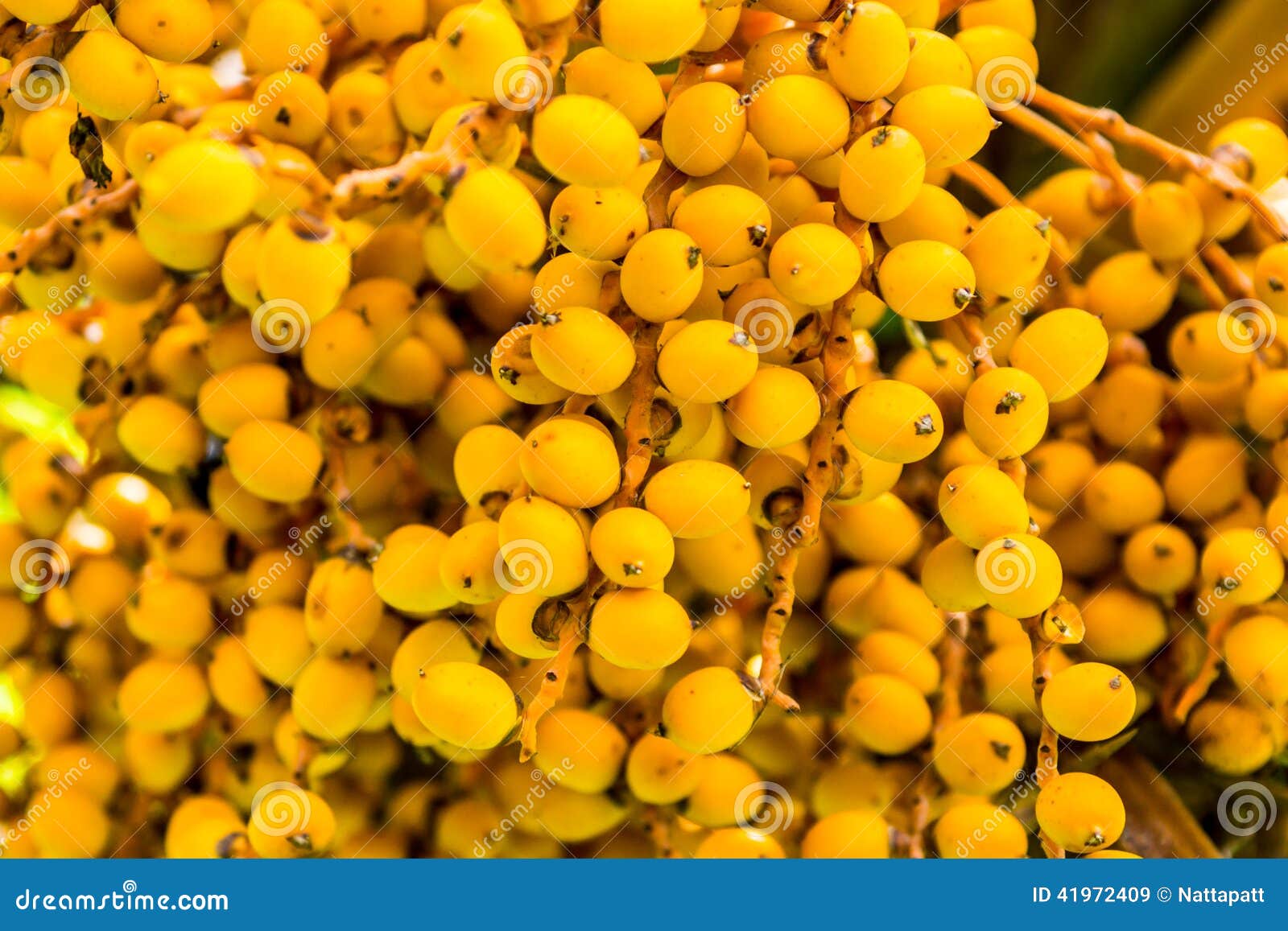 Yellow seed stock image. Image of forest, orange, plant - 41972409