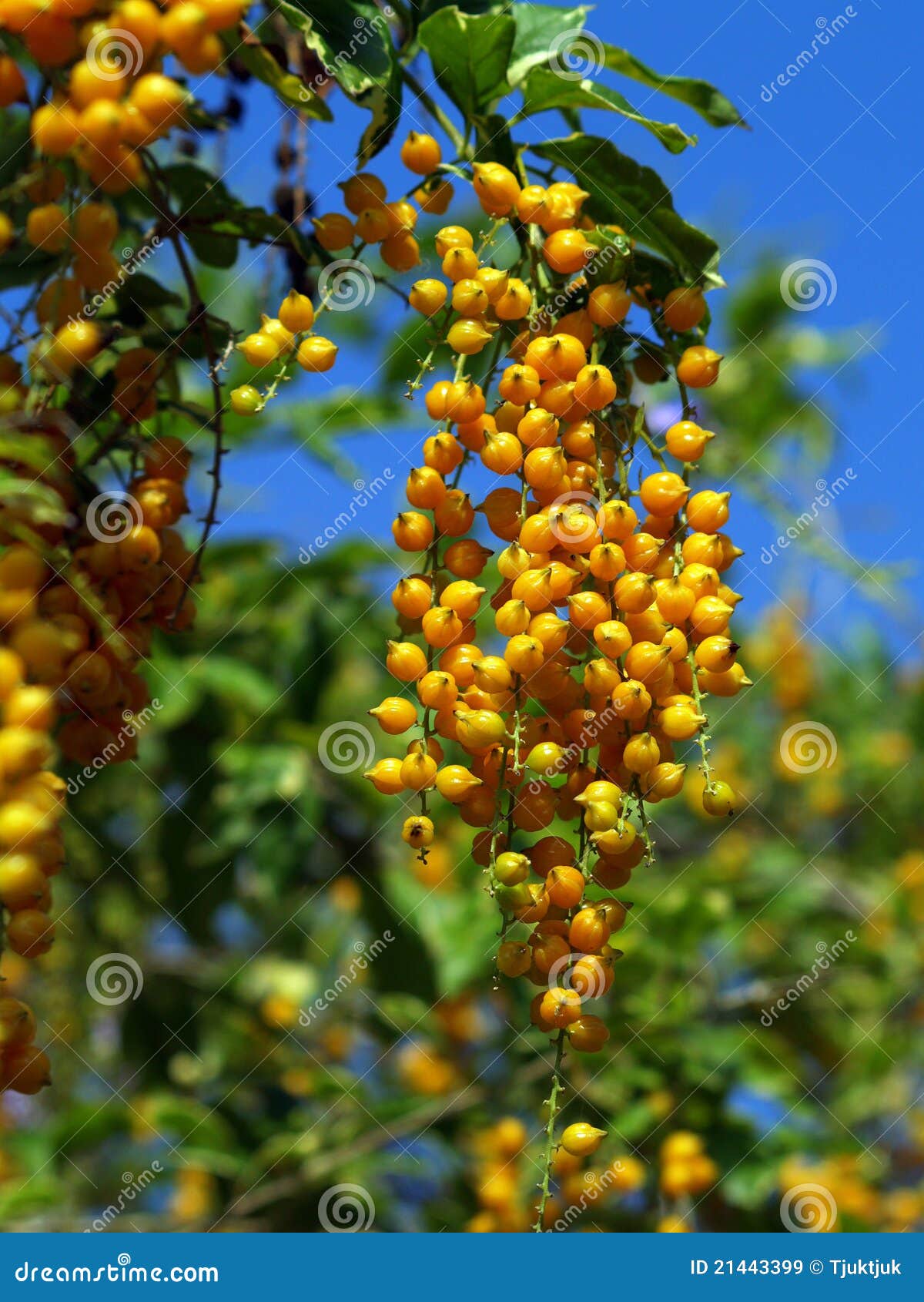Yellow seed plant stock image. Image of flower, seed - 21443399