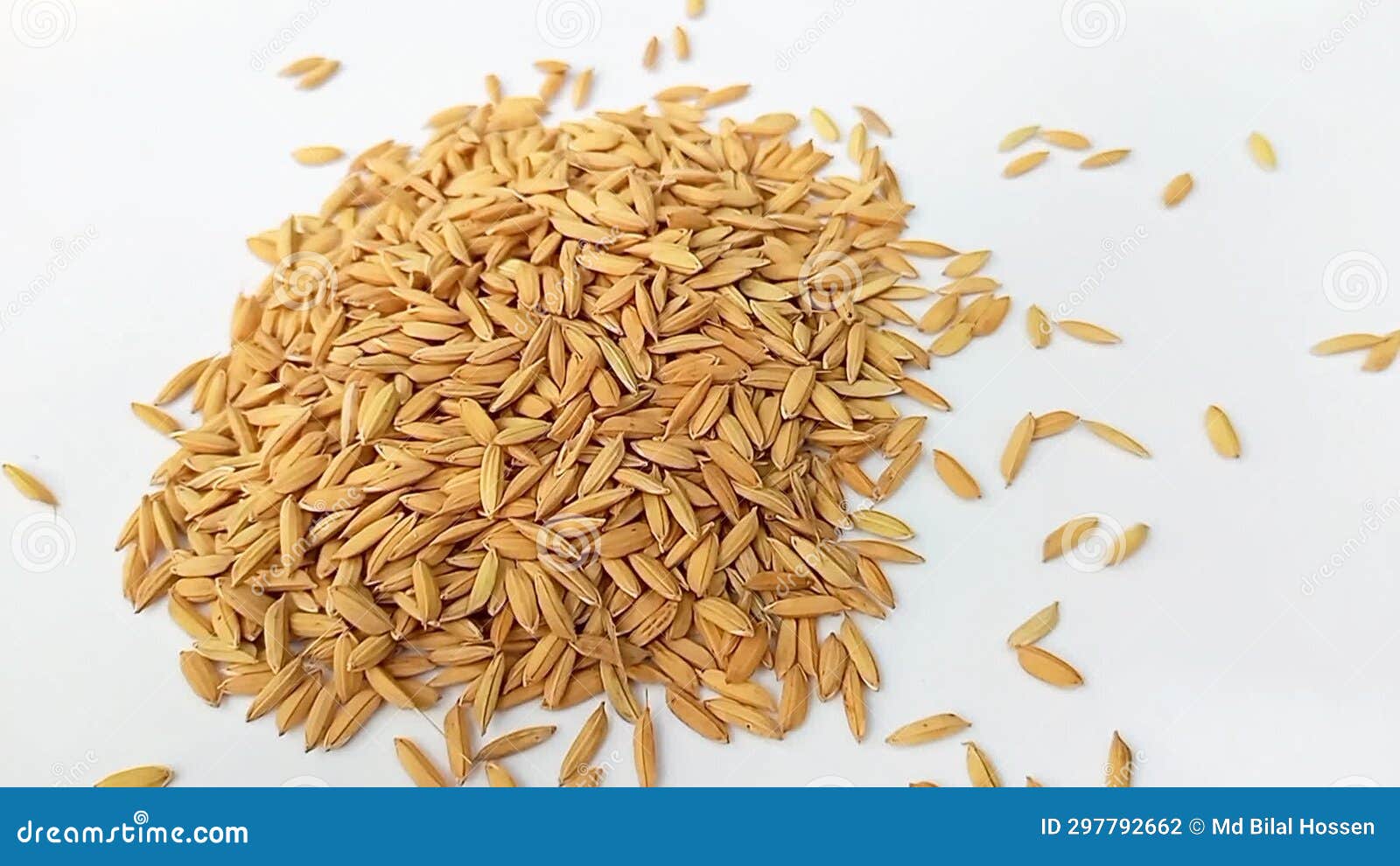 Yellow Seeds Falling from Dry Rice Isolated on White Background Stock ...