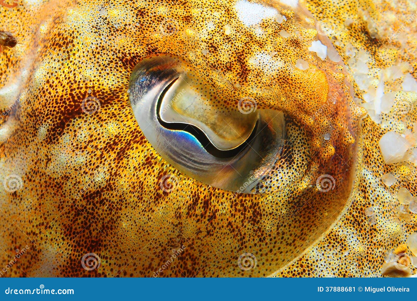 Yellow Sepia Officinalis Eye Stock Image - Image of officinalis, yellow ...