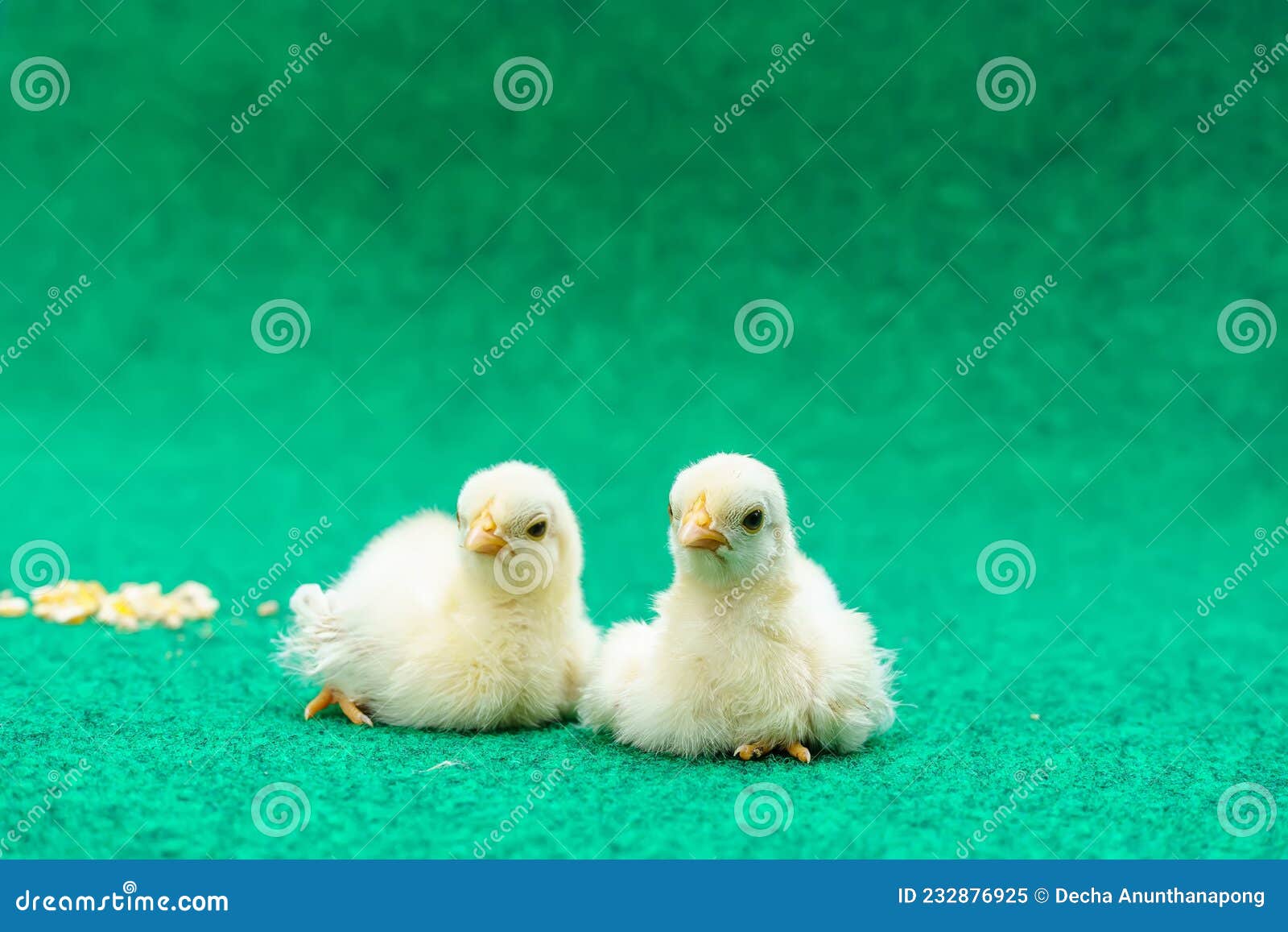 The yellow chicks stock image. Image of natural, hens - 232876925