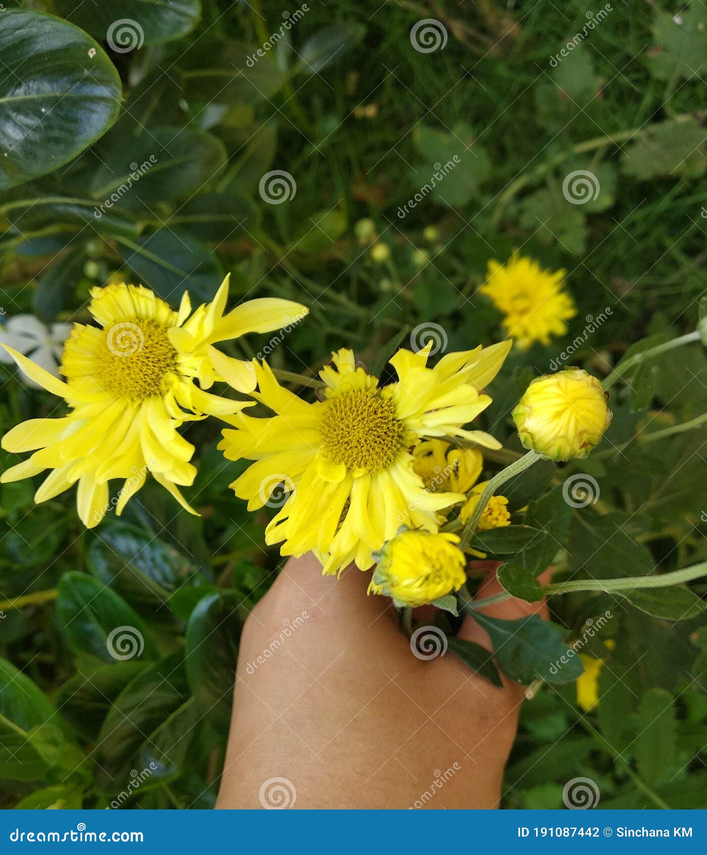 Yellow sevanthi **** stock photo. Image of shrub, yellow - 191087442