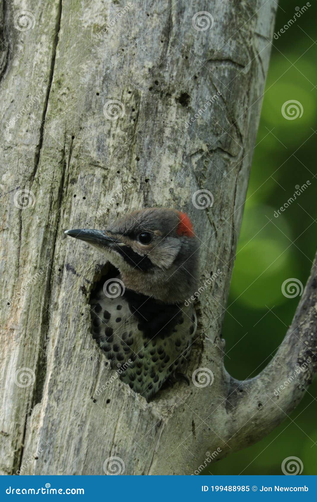 Yellow Shafted Flicker stock image. Image of flicker - 199488985