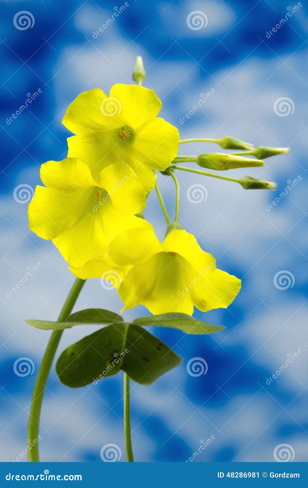 Yellow Shamrock stock image. Image of blooming, shamrock - 48286981