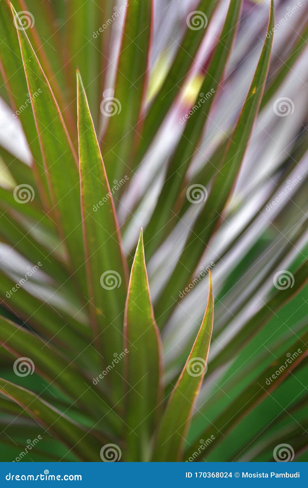 Yellow Sharp Leafs Stand Out in the Garden Stock Photo - Image of ...