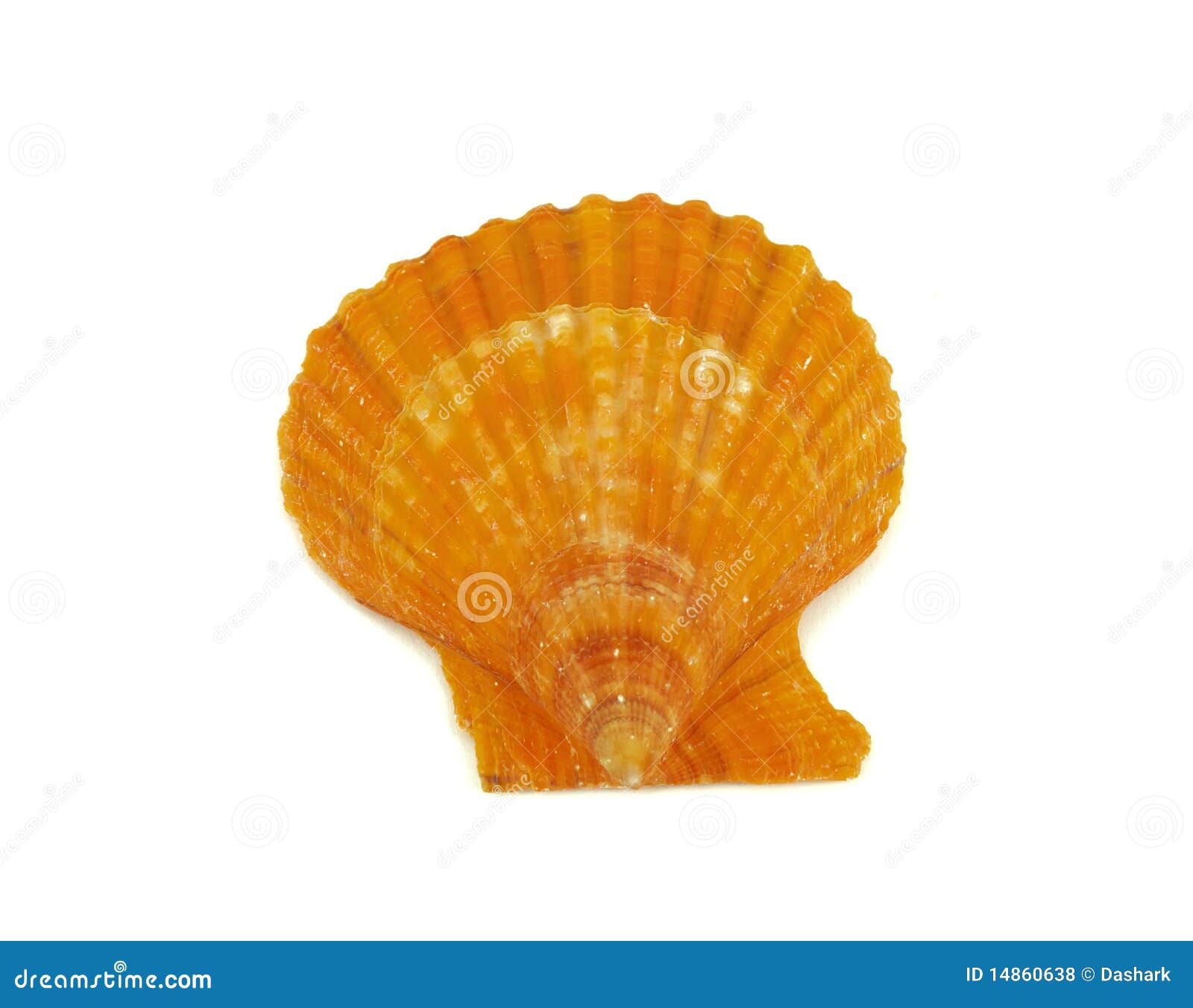 Yellow shell stock photo. Image of sandy, border, shell - 14860638