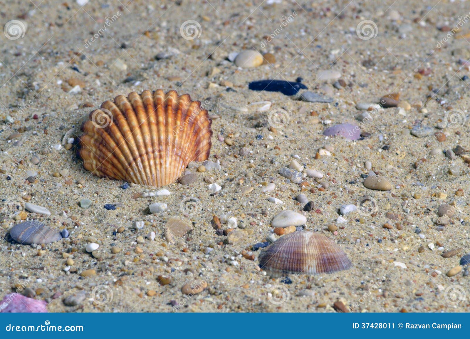 Yellow shell stock image. Image of peaceful, aquatic - 37428011