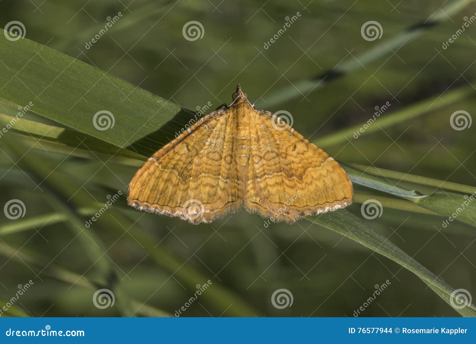Yellow Shell Moth (Camptogramma Bilineata) Stock Photo - Image of shell ...