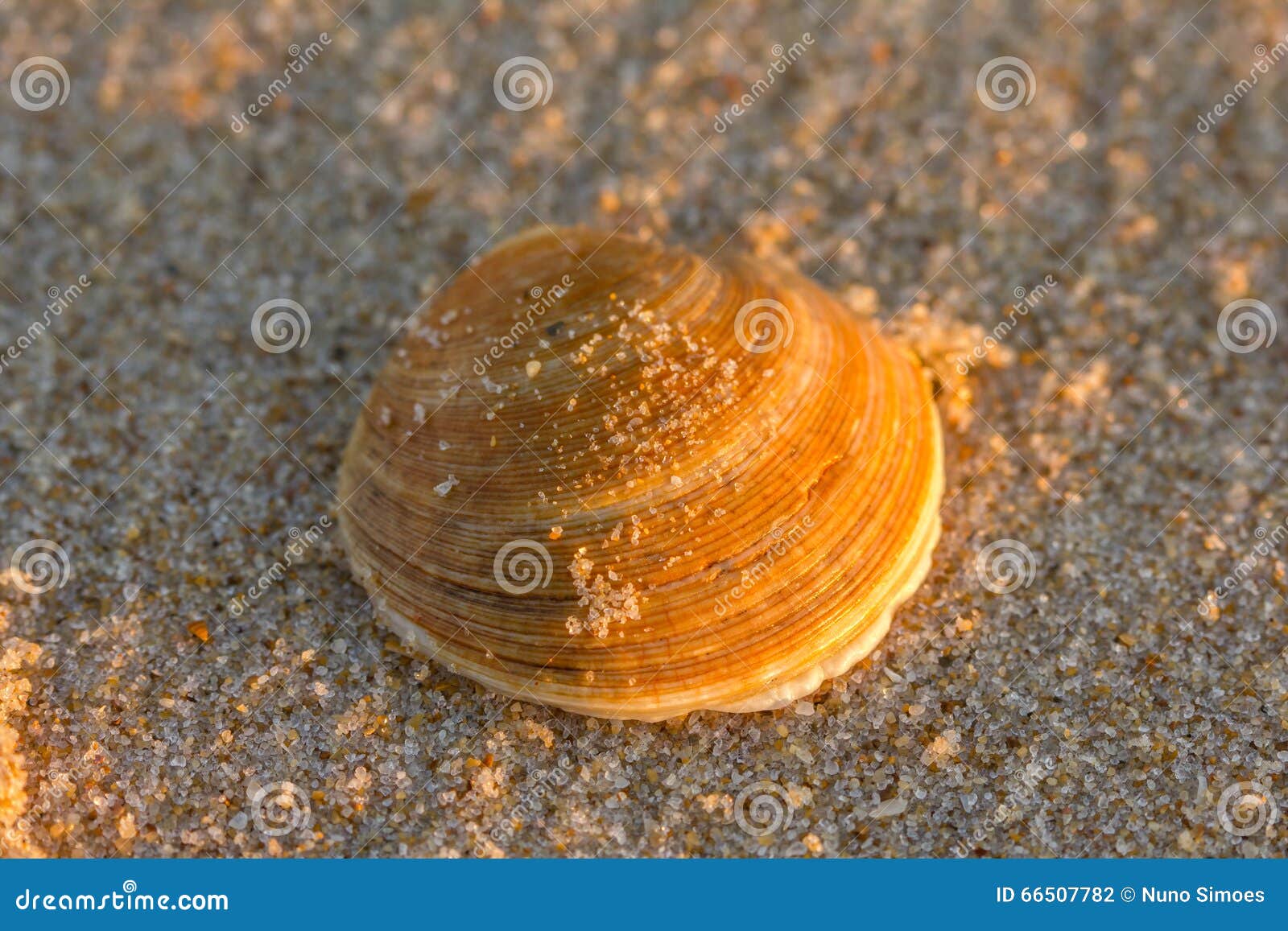 Yellow shell stock photo. Image of yellow, golden, beach - 66507782