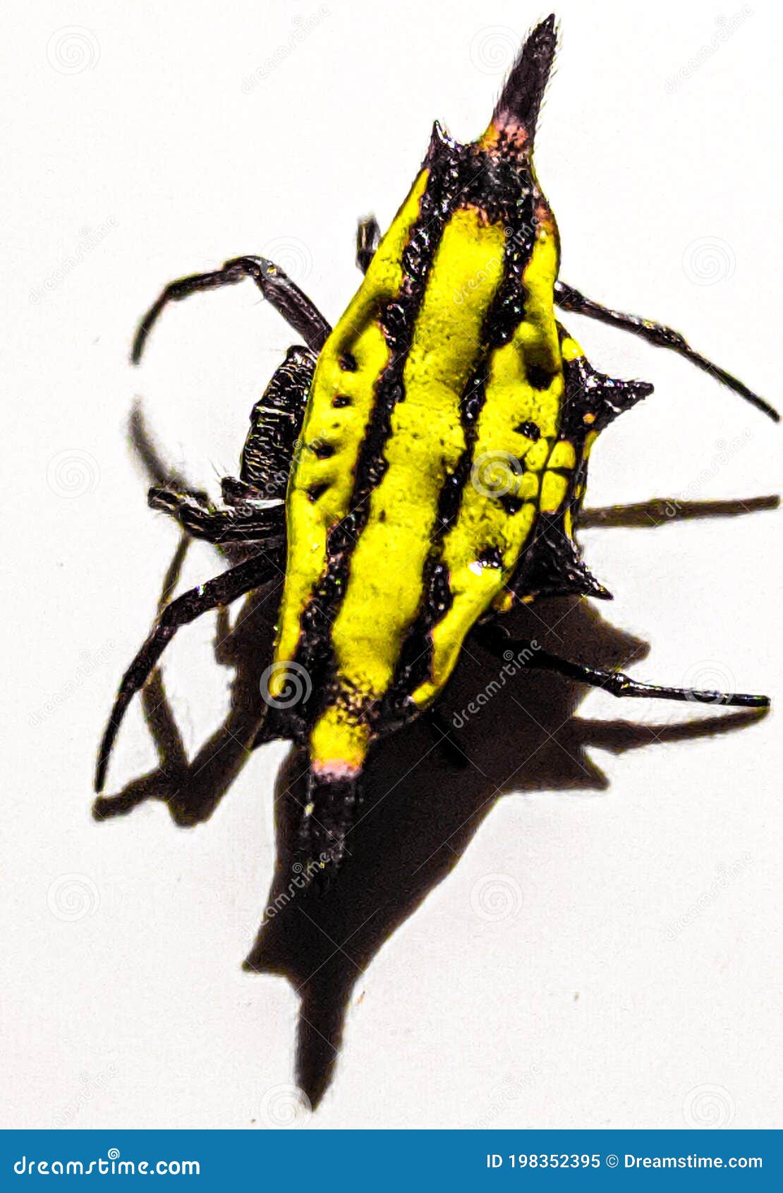 Yellow Shell Spider on White Background Stock Image - Image of ...