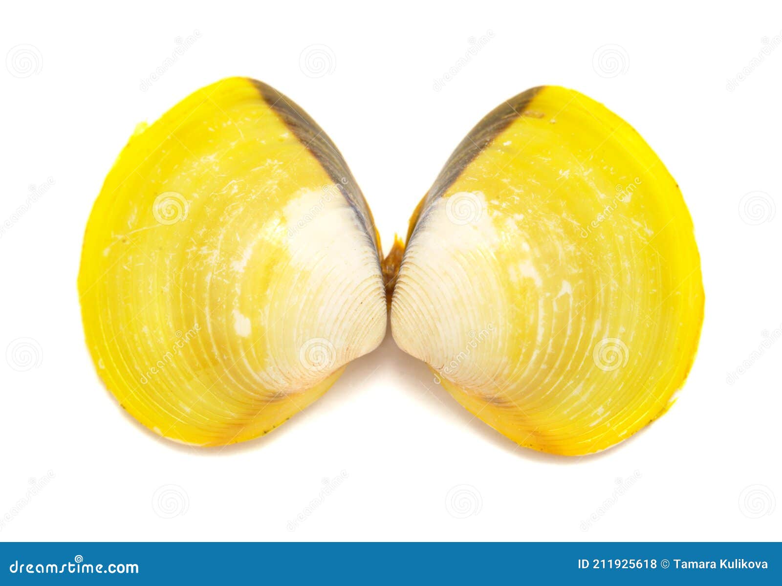 Yellow Shells Stock Photo | CartoonDealer.com #68049240