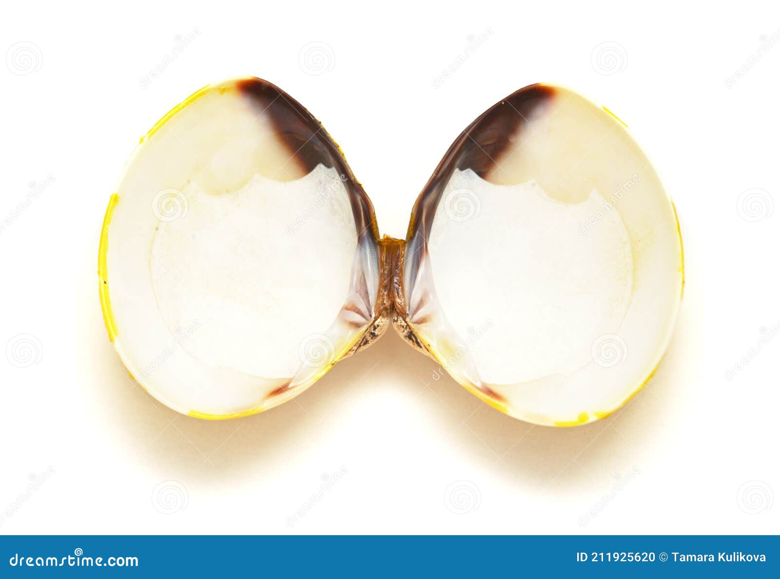 Yellow Shells of Corbicula Fluminea Freshwater Isolated on White Stock ...