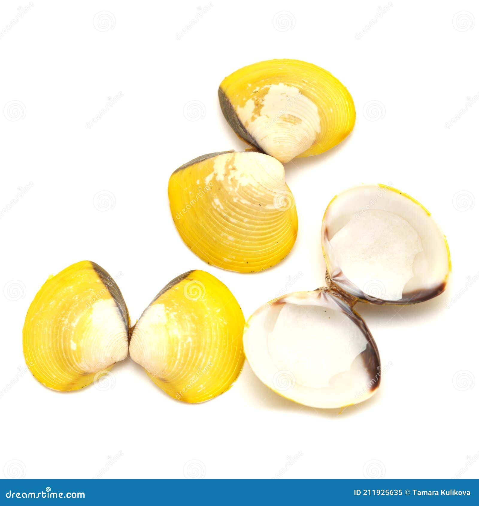 Yellow Shells Stock Photo | CartoonDealer.com #68049240