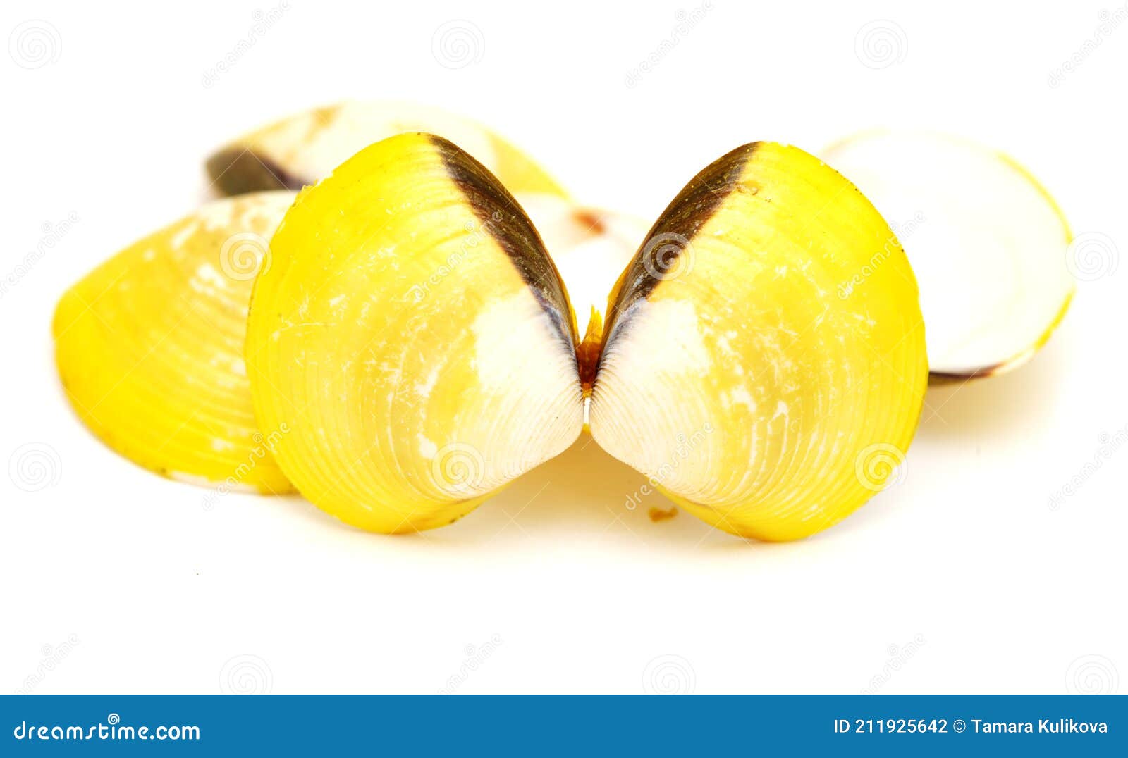 Yellow Shells Stock Photo | CartoonDealer.com #68049240