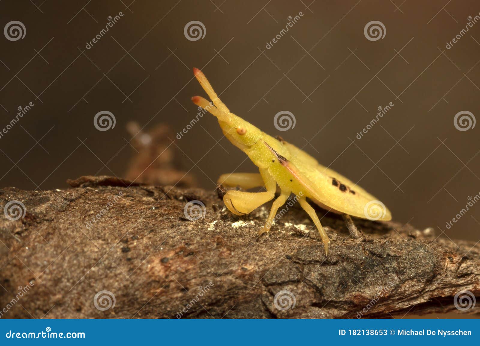 Yellow Shield Bug Nymph on a Branch Stock Image - Image of fruit ...
