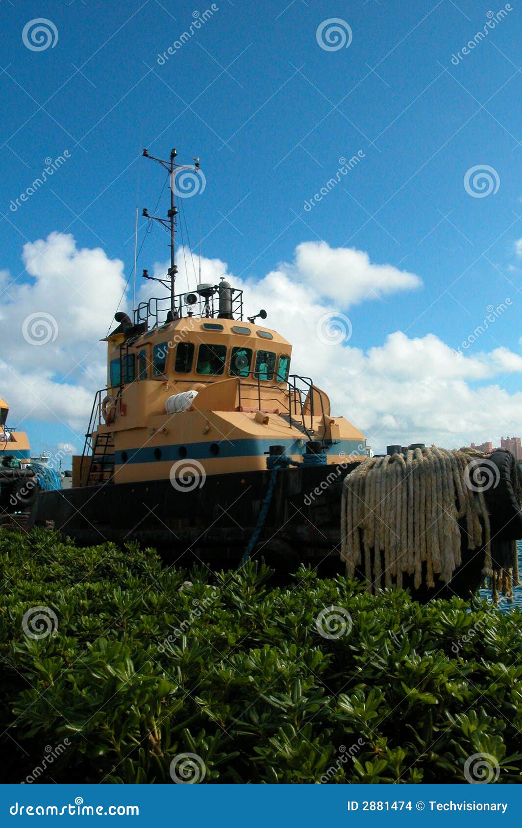 Yellow Ship stock photo. Image of plant, stripe, leaves - 2881474