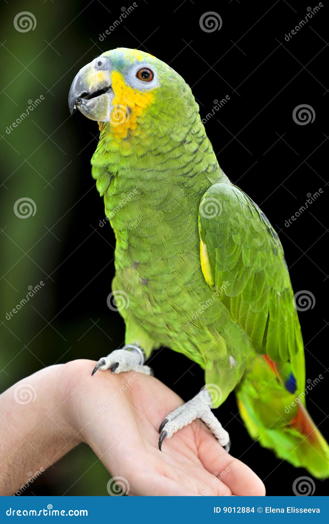 Yellow-shouldered Amazon Parrot Stock Photo - Image of claw, beaks: 9012884