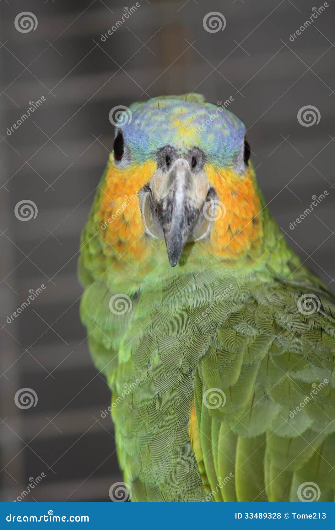 Yellow-shouldered Amazon Parrot Stock Photo - Image of animal, parrot ...