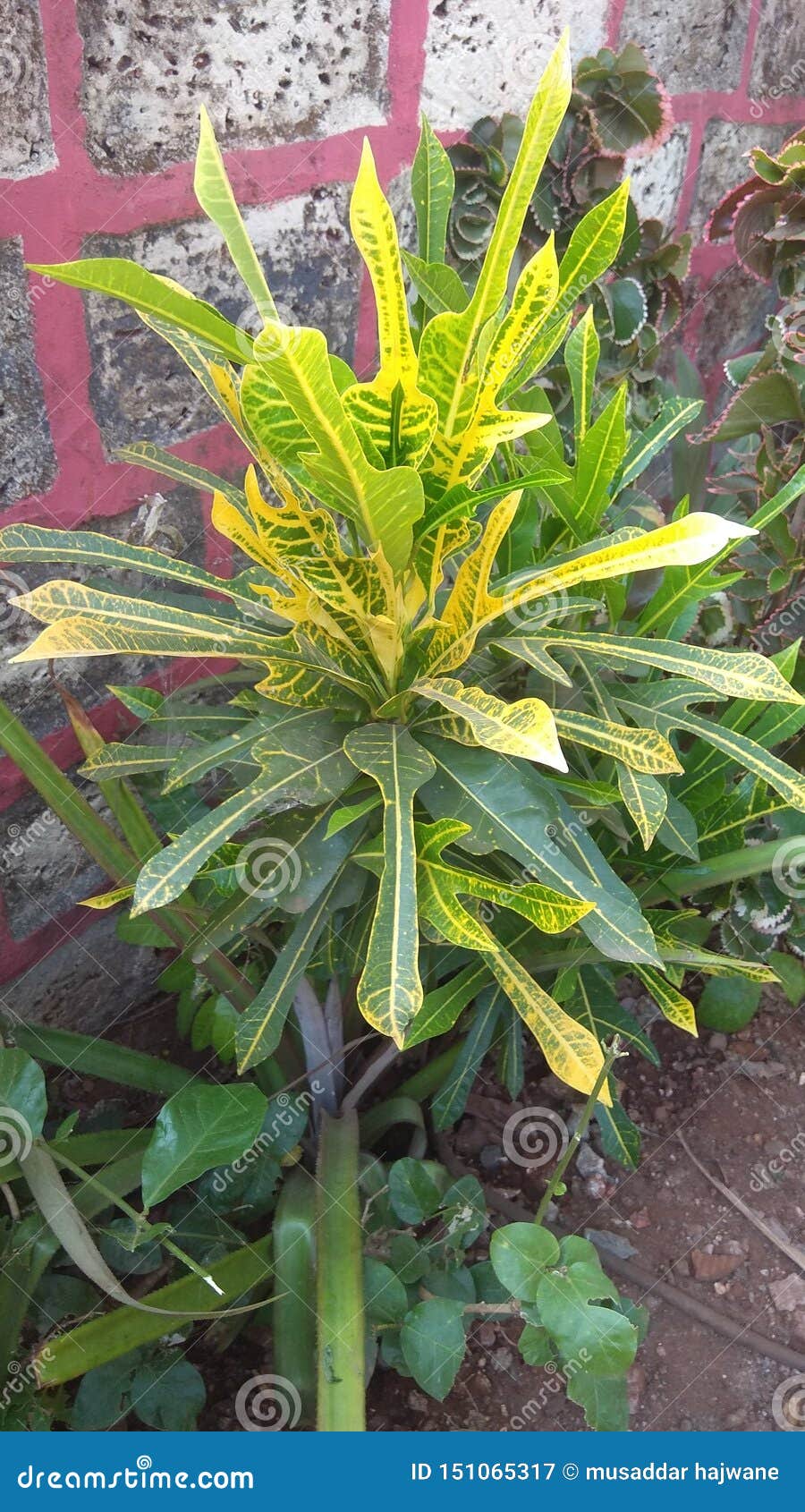 Yellow show tree stock image. Image of tree, beautiful - 151065317