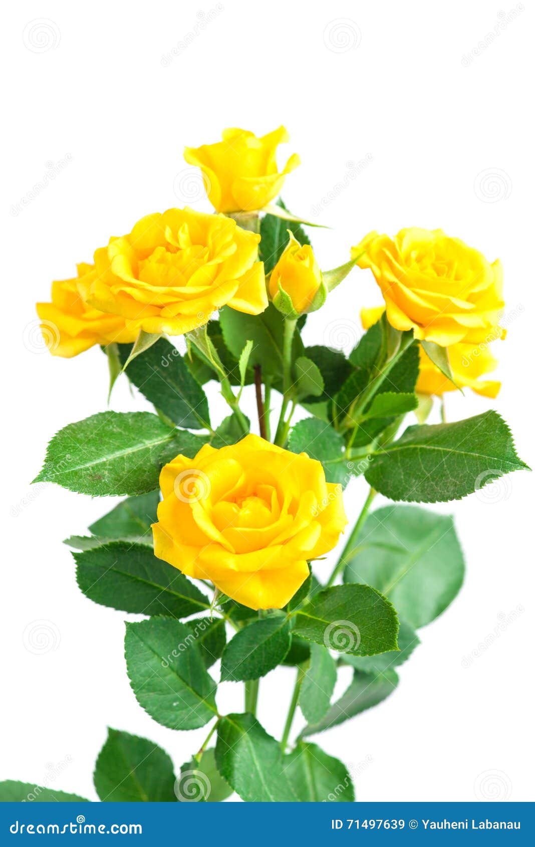 Yellow Shrub Rose Isolated on White Stock Image - Image of love, bush ...