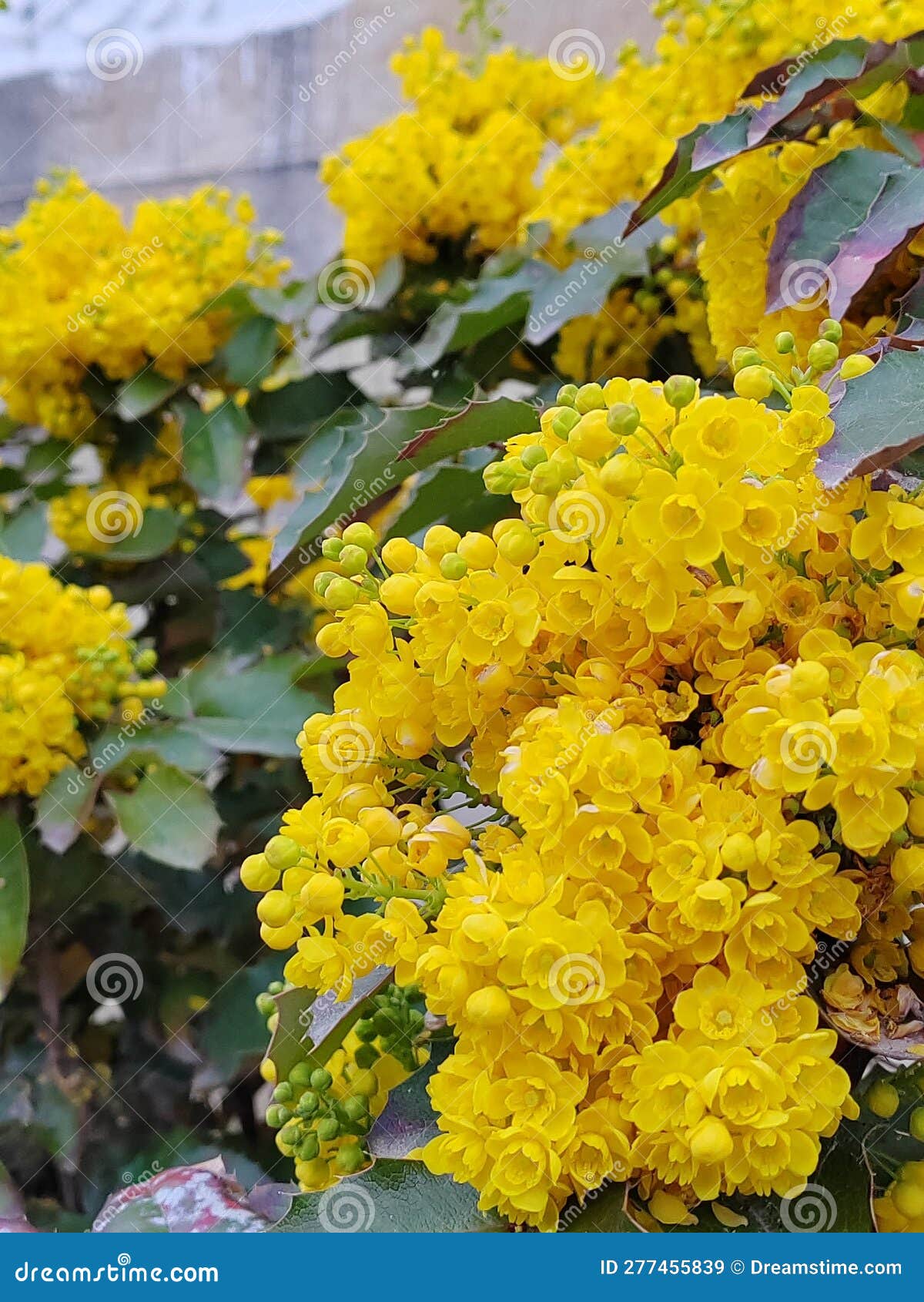 This Yellow Shrub Smells Delicious of Honey Stock Image - Image of ...