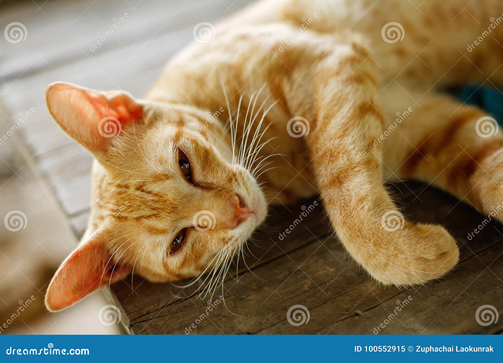 A yellow-Siamese cat stock image. Image of yellowsiamese - 100552915