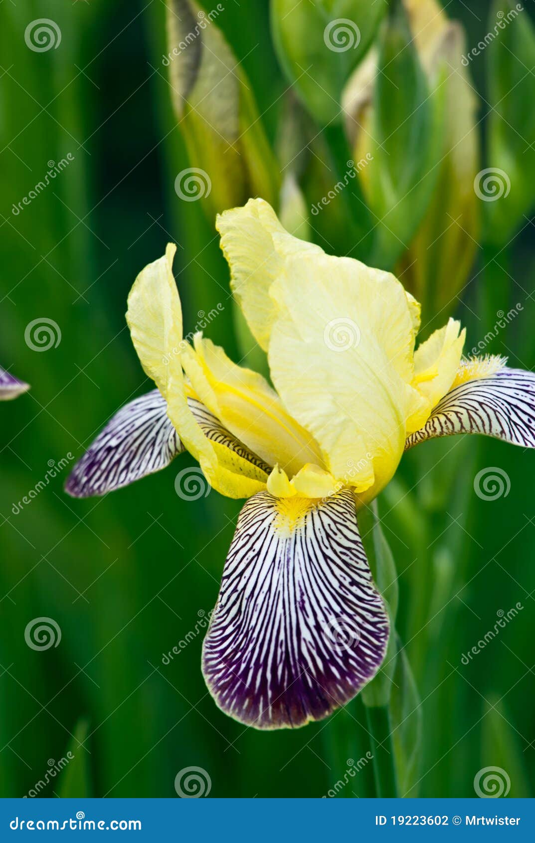 Yellow Siberian Iris stock photo. Image of single, spring - 19223602