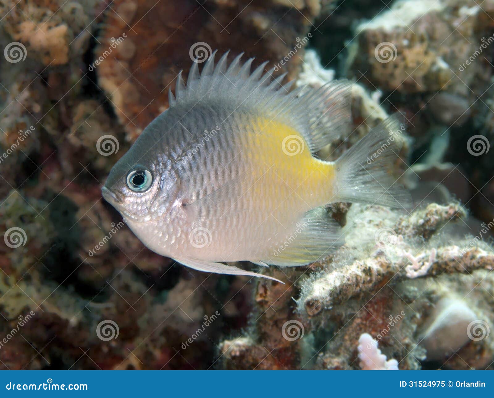 Yellow-side damselfish stock image. Image of fish, reef - 31524975