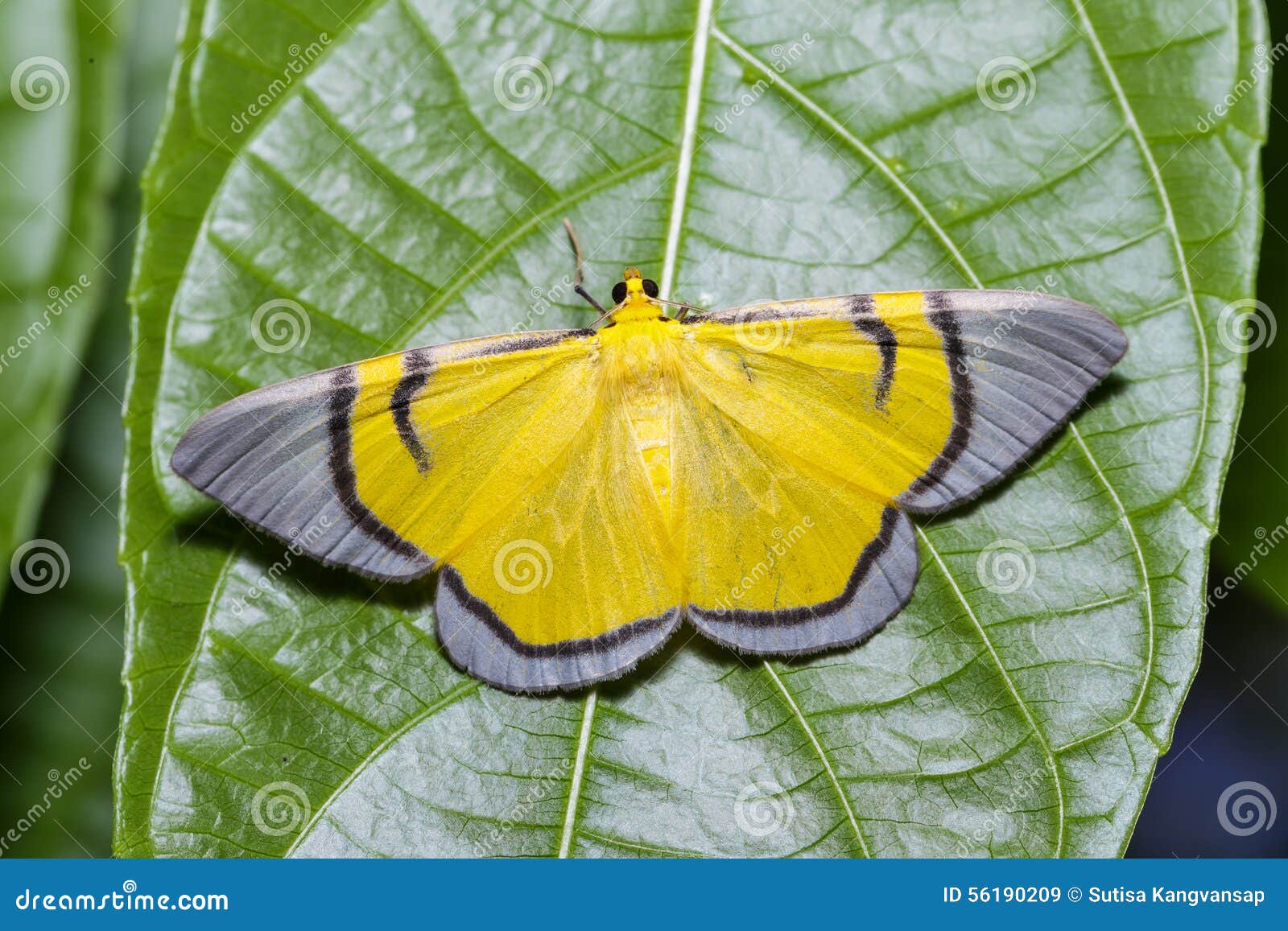 Yellow Celerena Stock Photos - Free & Royalty-Free Stock Photos from ...