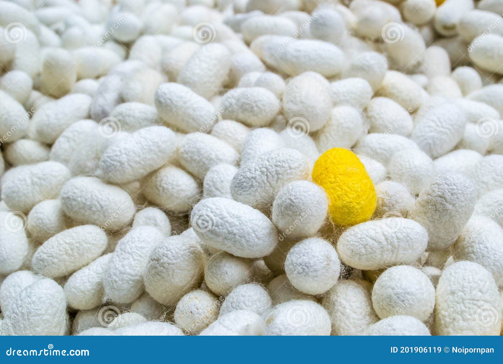 Two Cocoons One Smooth, One With Texture - Woolly Bear Caterpillar ...