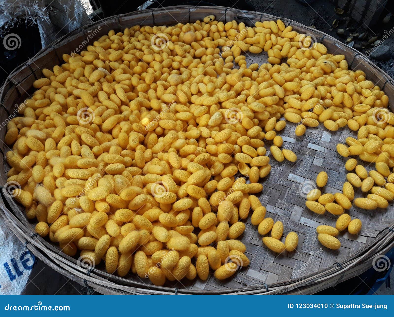 Yellow silk cocoon stock photo. Image of texture, cocoon - 123034010