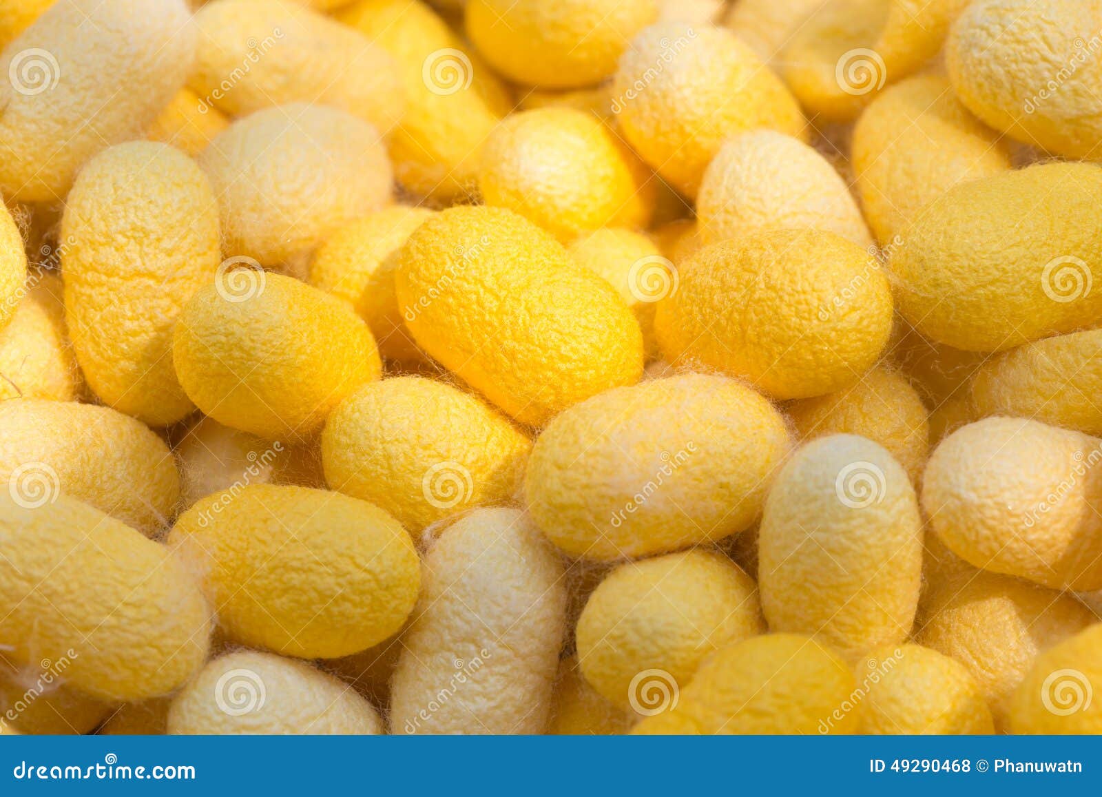 Yellow Silk Cocoons (Thailand) Stock Photo - Image of fabric, butterfly ...