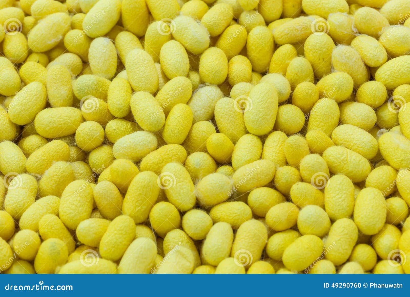 Yellow Silk Cocoons (Thailand) Stock Photo - Image of process, fabric ...