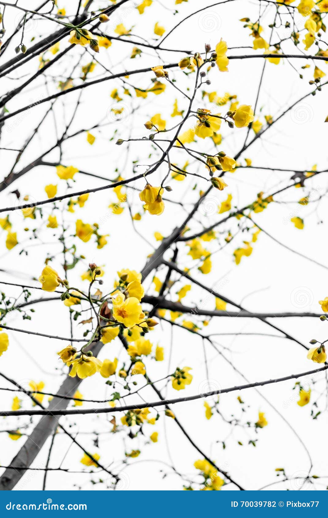 Yellow Silk Cotton Tree Flower on Tree Isolated Stock Photo - Image of ...