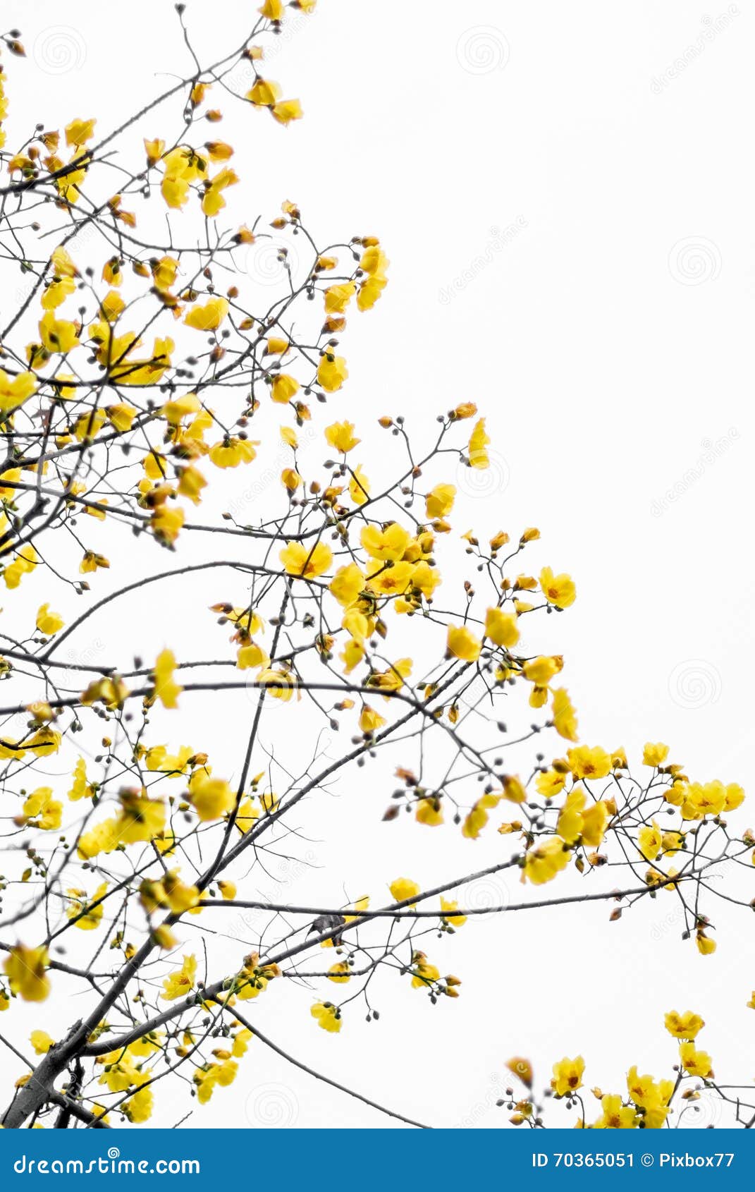 Yellow Silk Cotton Tree Flower on Tree Isolated Stock Image - Image of ...