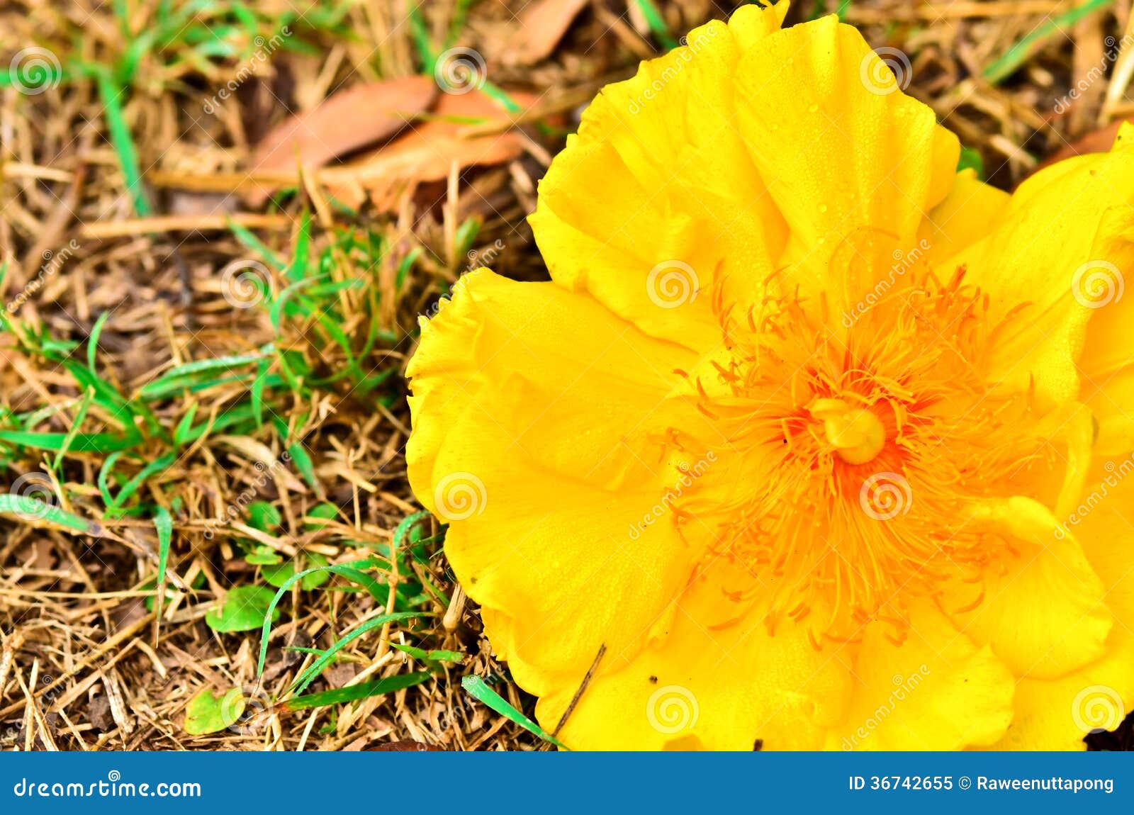 Yellow Silk Cotton Tree Flowers Stock Image - Image of beauty, leaf ...