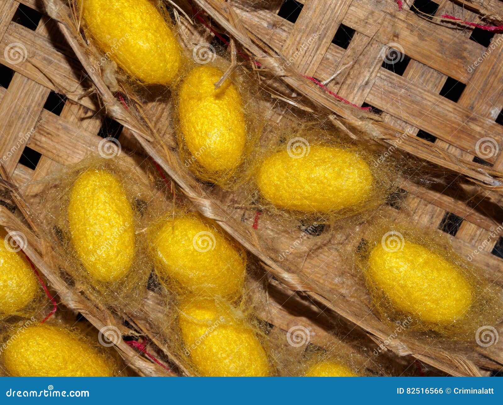 Yellow silk worm cocoons stock photo. Image of pure, material - 82516566