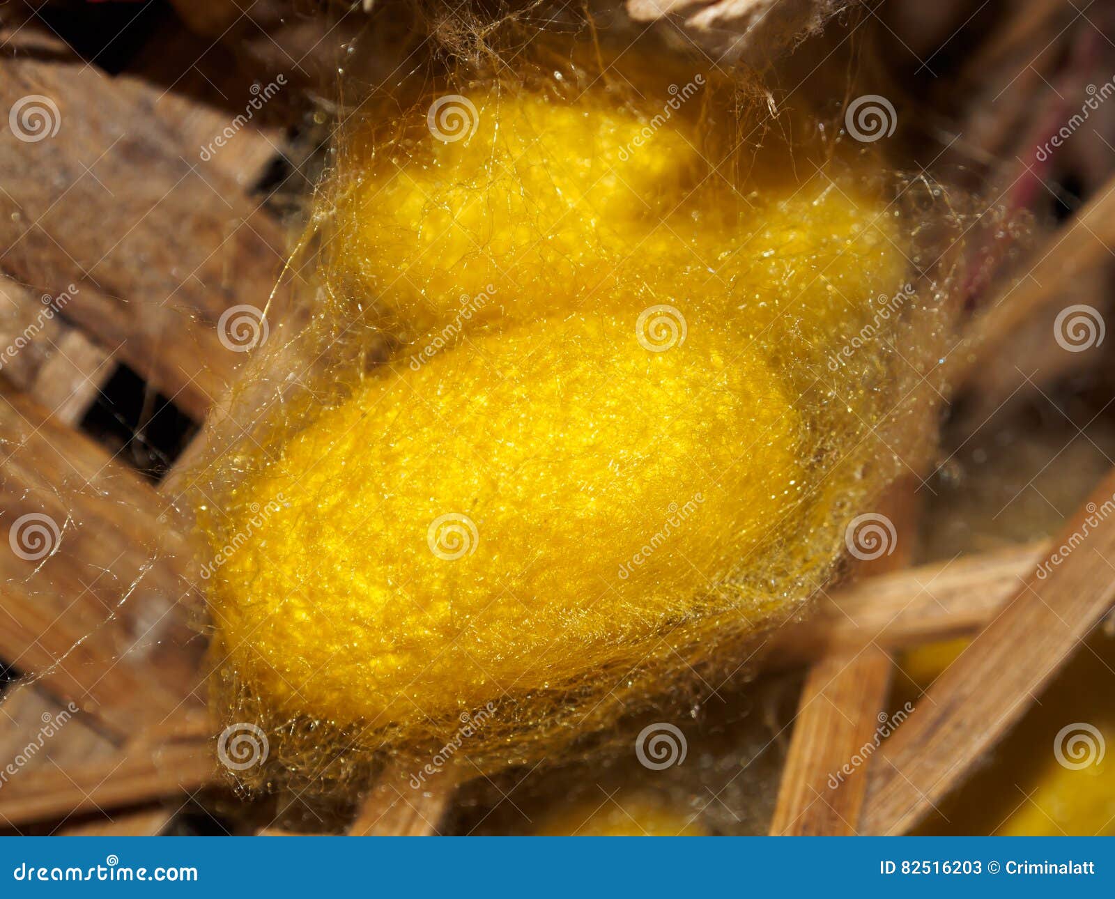 Yellow silk worm cocoons stock image. Image of silk, cocoon - 82516203