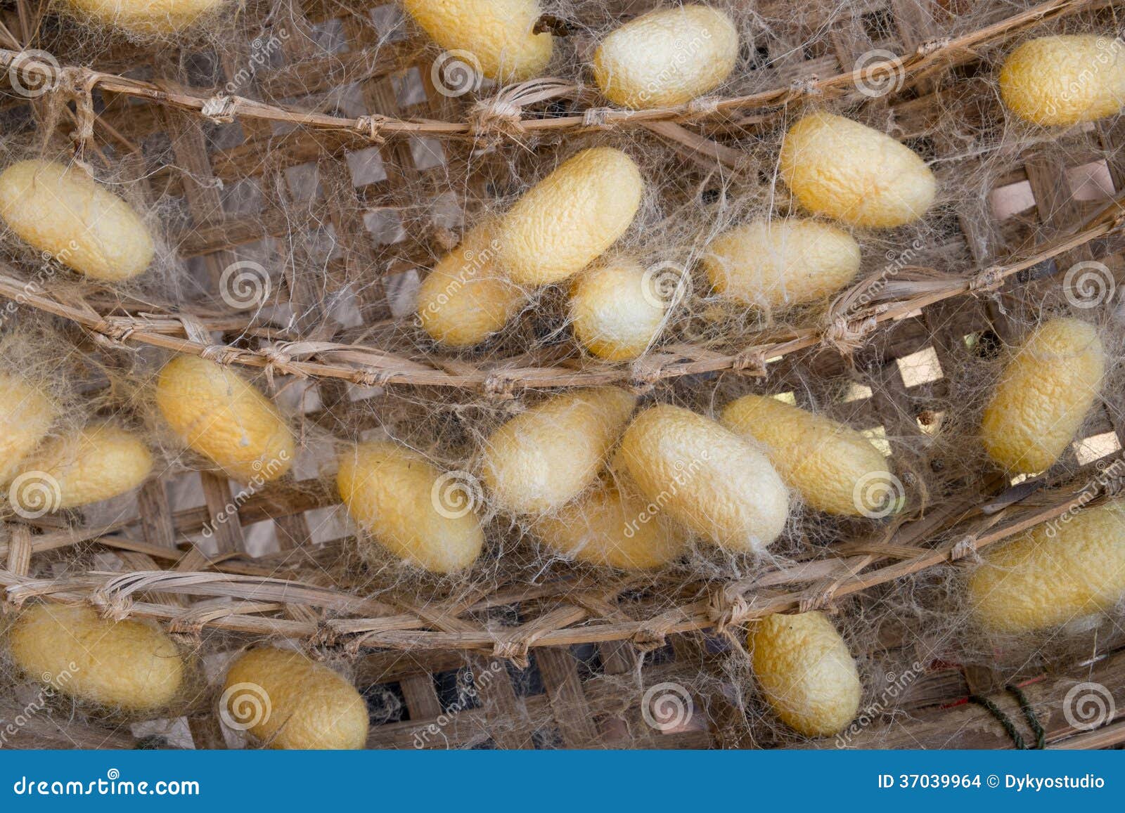 Yellow Silkworm Cocoon stock photo. Image of organic - 37039964