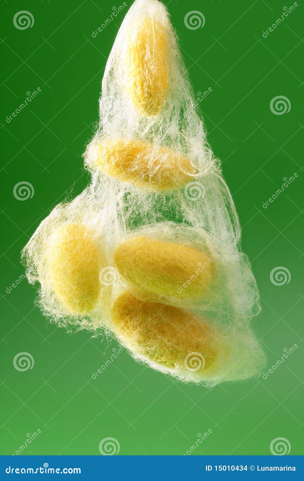 Yellow Silkworm Cocoon Over Green Stock Photo - Image of cocoons, moth ...