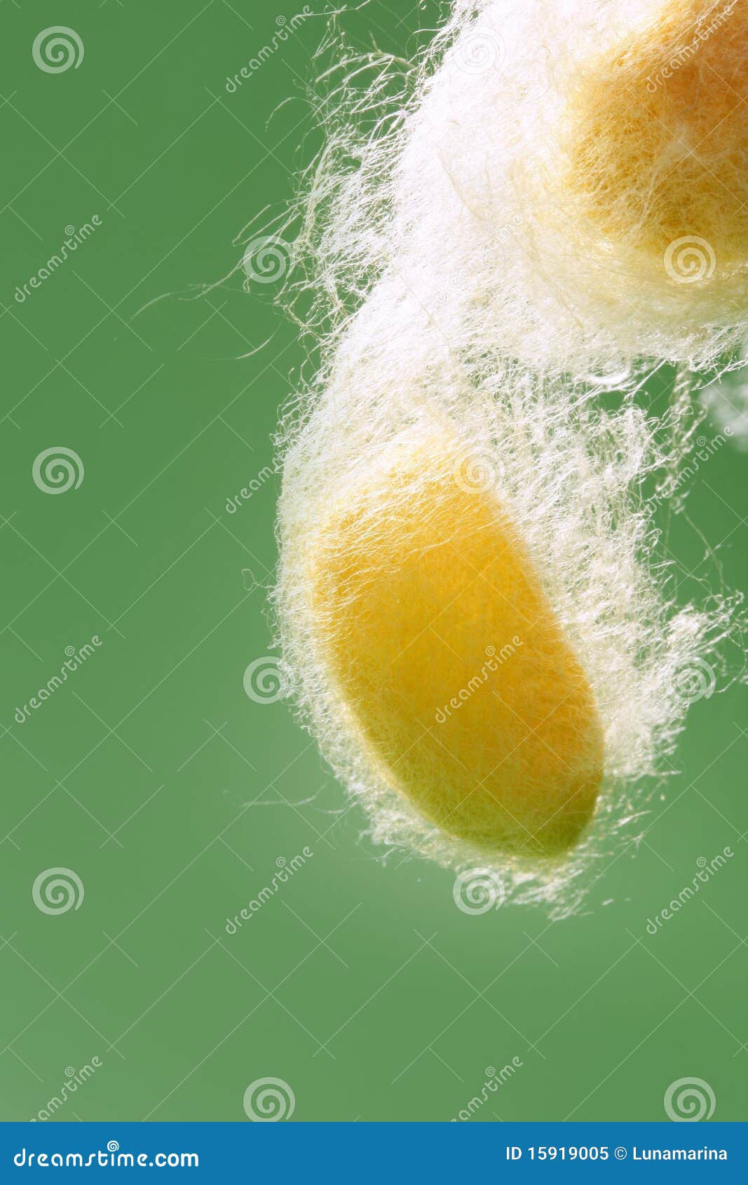 Yellow Silkworm Cocoon Shell Through The Silk Route Royalty-Free Stock ...